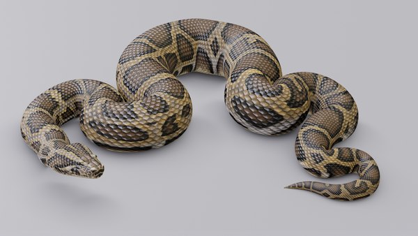 Burmese python animation 3D model - TurboSquid 1264730