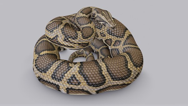 Burmese python animation 3D model - TurboSquid 1264730