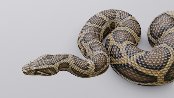 Burmese python animation 3D model - TurboSquid 1264730