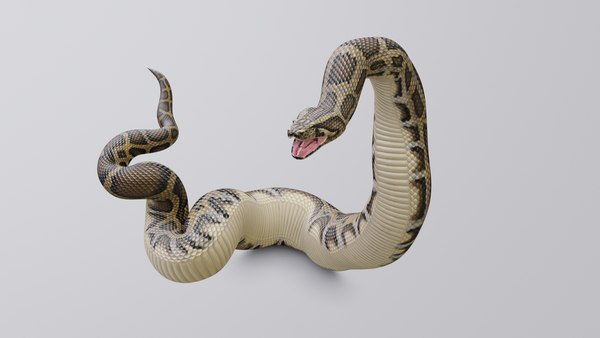 Burmese python animation 3D model - TurboSquid 1264730