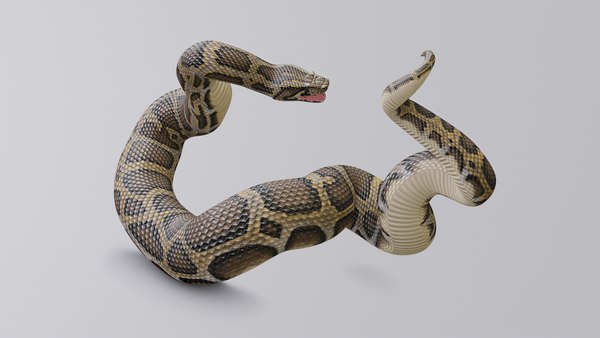 Burmese python animation 3D model - TurboSquid 1264730