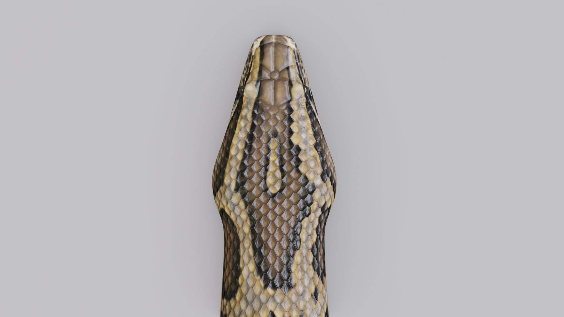 Burmese Python Animation 3D Model - TurboSquid 1264730