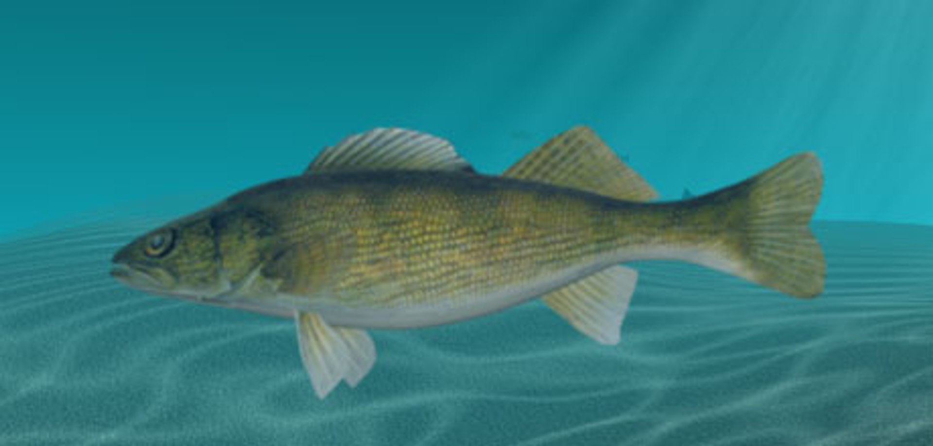 Walleye Fish 3d Model