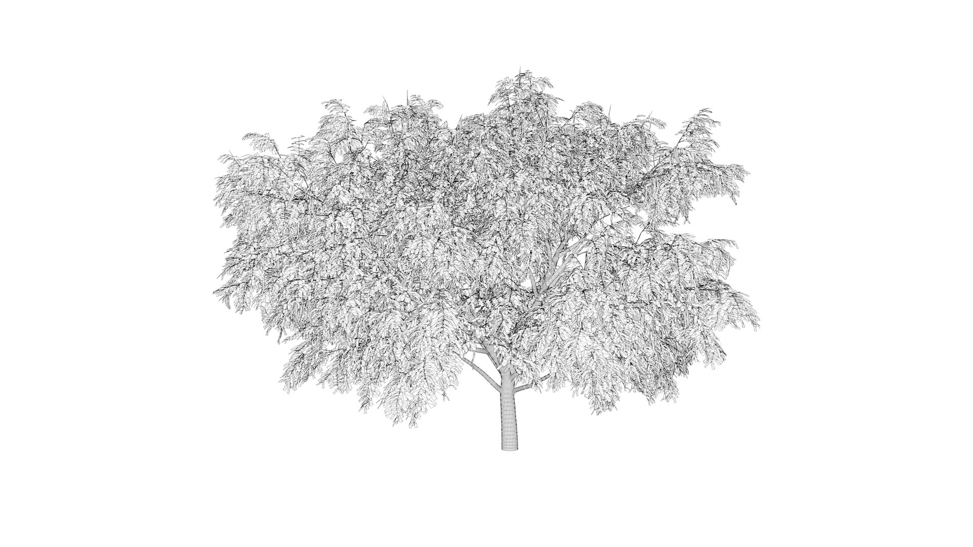 Honey Mesquite Tree - 09 - Model - TurboSquid 2376210