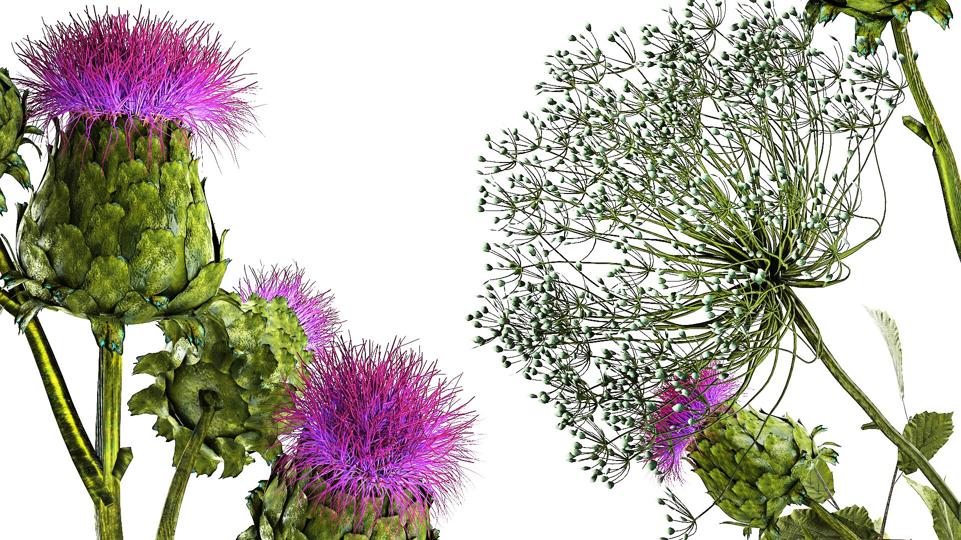 Beautiful bouquet of Heracleum thorn Thistle in a glass vase 294 3D ...