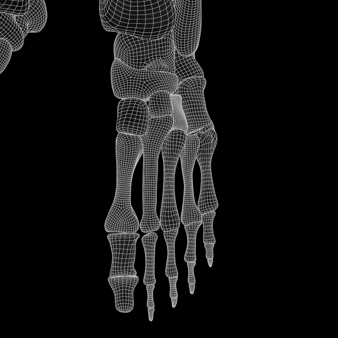 Anatomy Legs Foot Bones 3D Model - TurboSquid 1398432