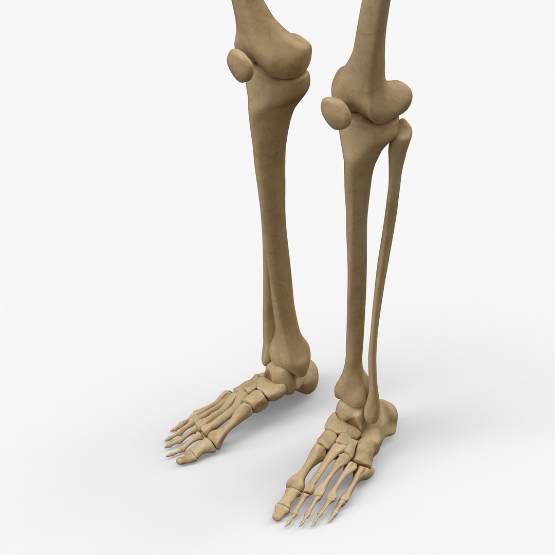 Anatomy Legs Foot Bones 3D Model - TurboSquid 1398432