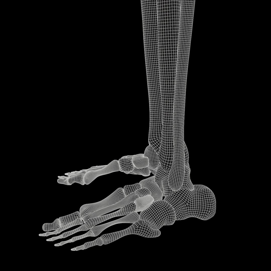 Anatomy Legs Foot Bones 3D Model - TurboSquid 1398432