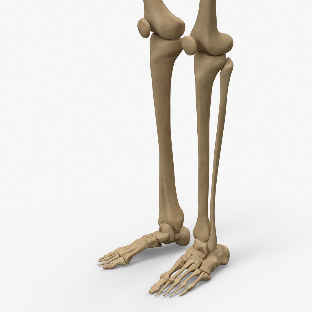 Anatomy Legs Foot Bones 3D Model - TurboSquid 1398432