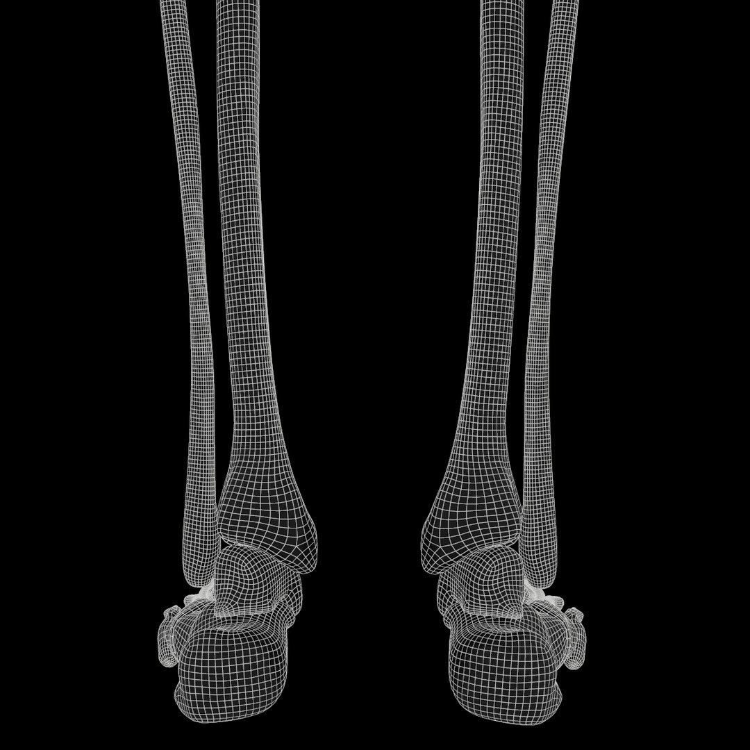 Anatomy Legs Foot Bones 3D Model - TurboSquid 1398432