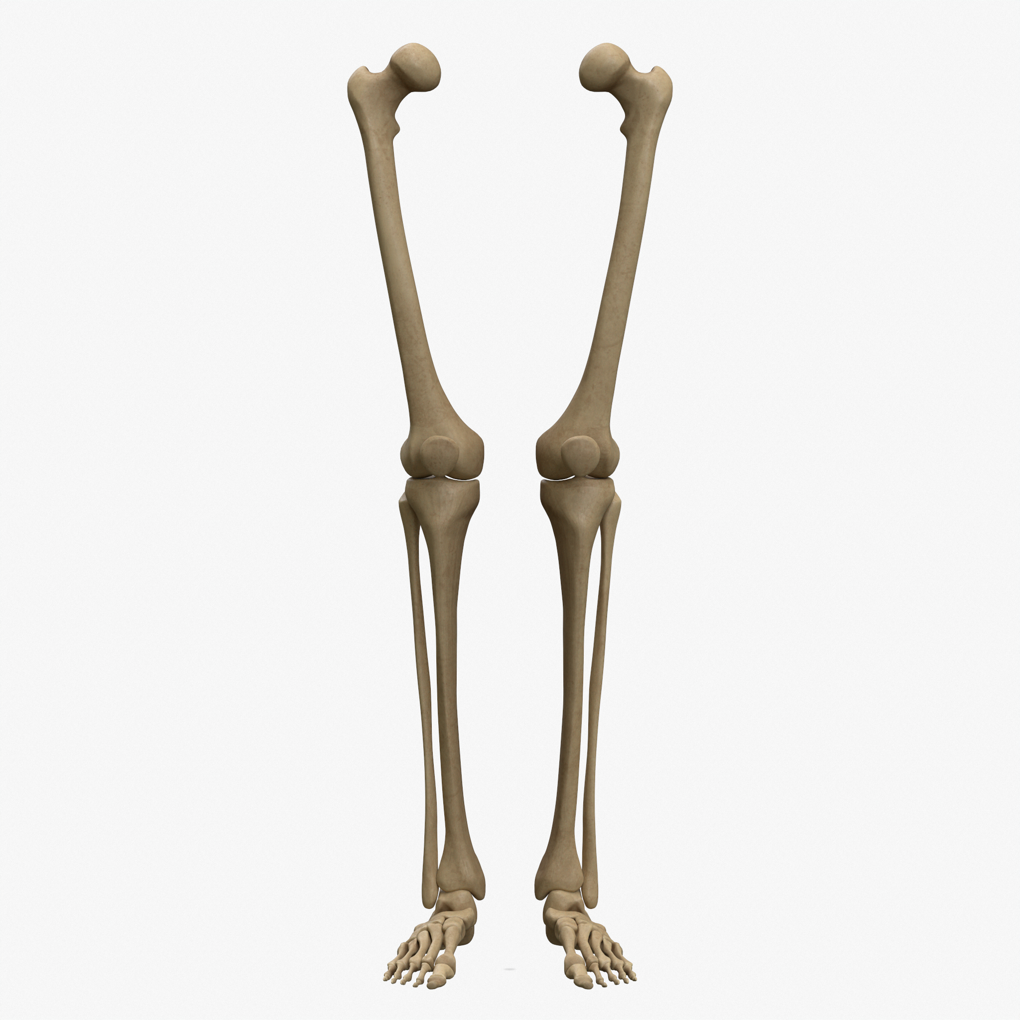 Anatomia pernas pé ossos Modelo 3D - TurboSquid 1398432