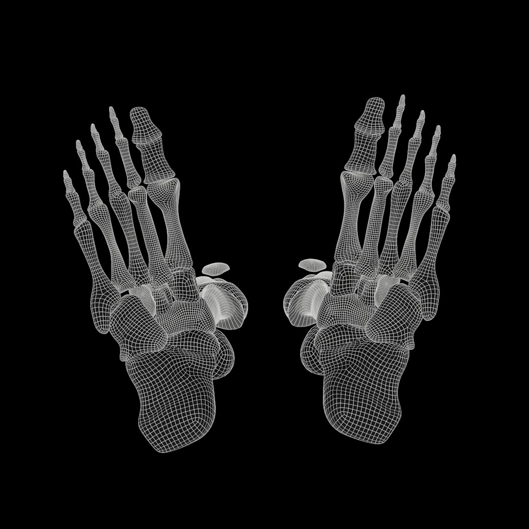 Anatomy Legs Foot Bones 3D Model - TurboSquid 1398432