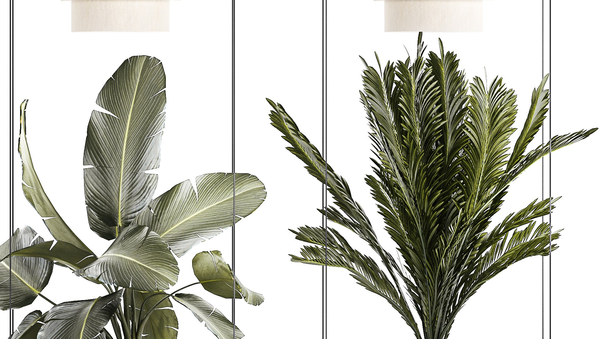 Rope shelf Cycas Ficus Calathea Strelitzia pot 1425 model - TurboSquid ...