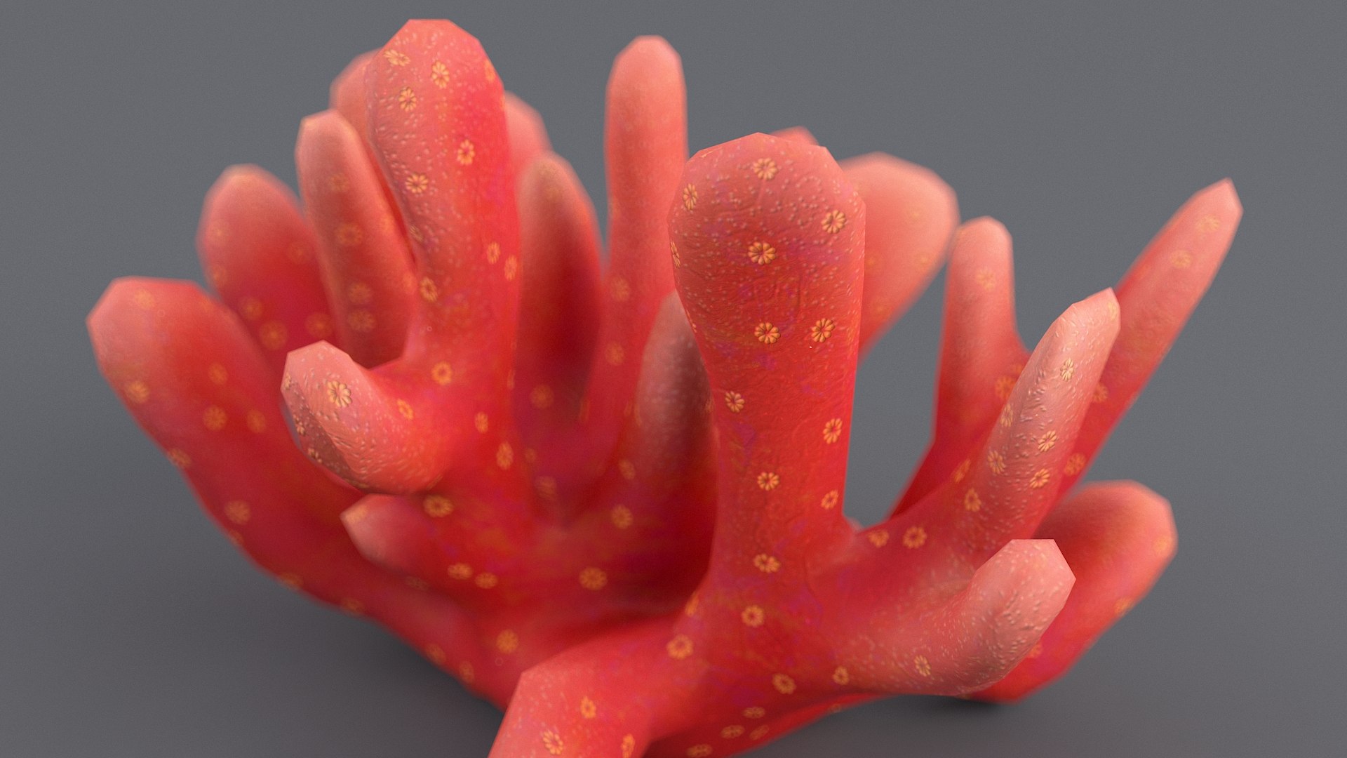 3D Montipora Setosa - TurboSquid 1478352