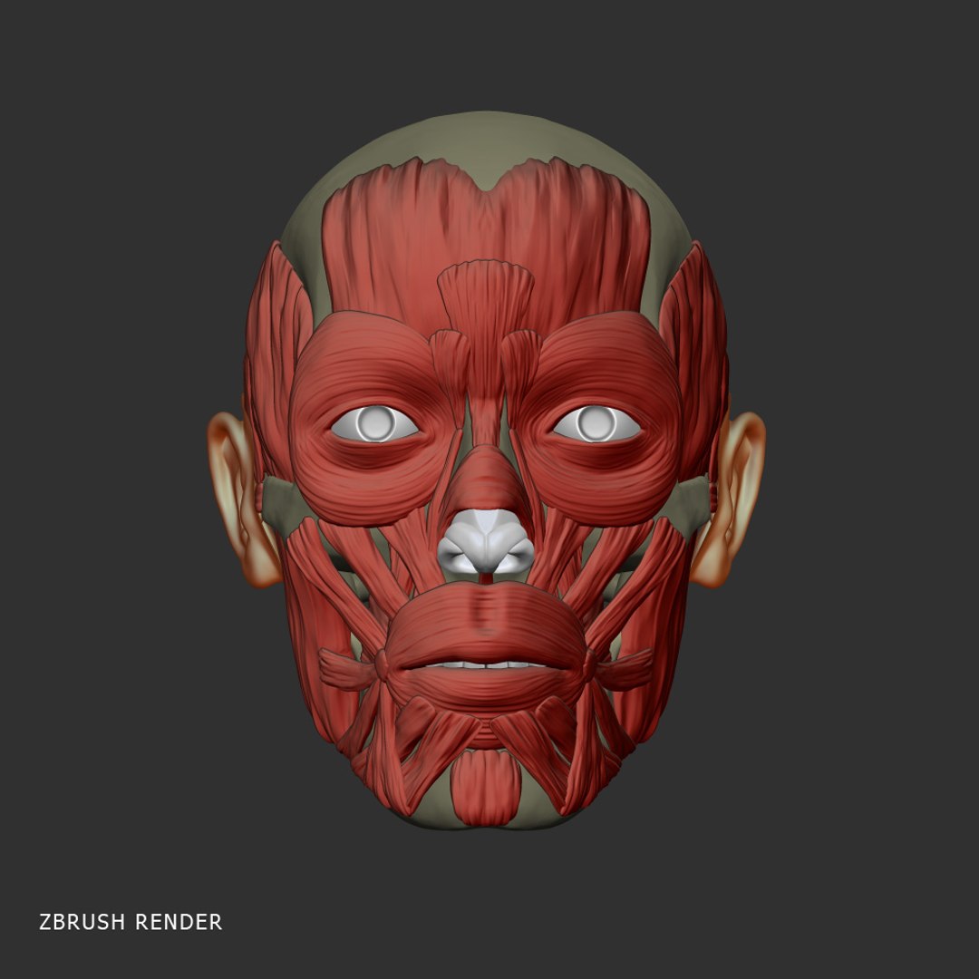 Realistic Head Muscles Anatomy Max