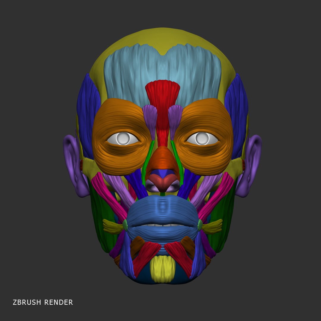Realistic Head Muscles Anatomy Max