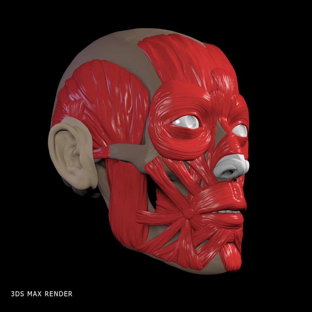 Realistic Head Muscles Anatomy Max