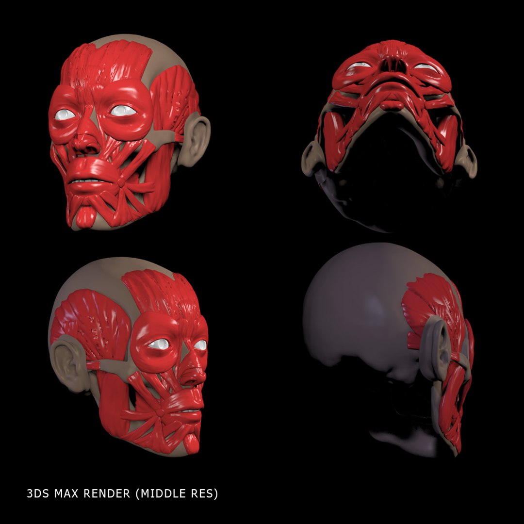 Realistic Head Muscles Anatomy Max