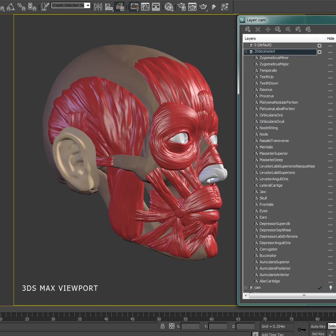 Realistic Head Muscles Anatomy Max