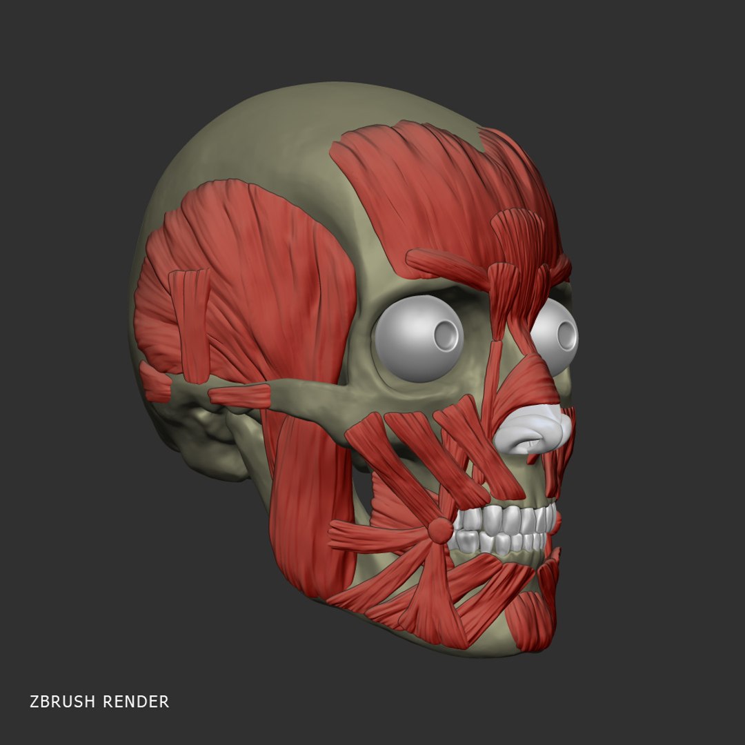 Realistic Head Muscles Anatomy Max