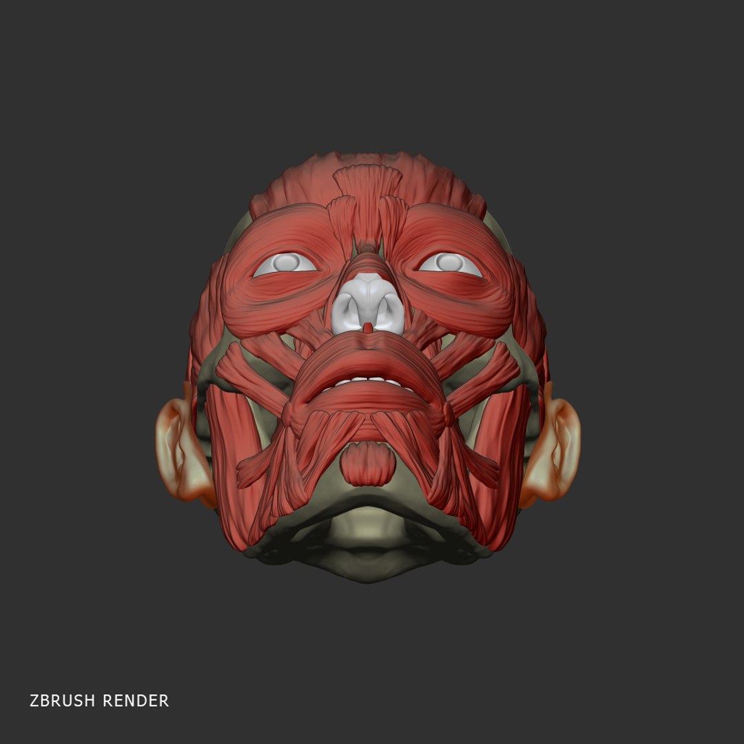 Realistic Head Muscles Anatomy Max