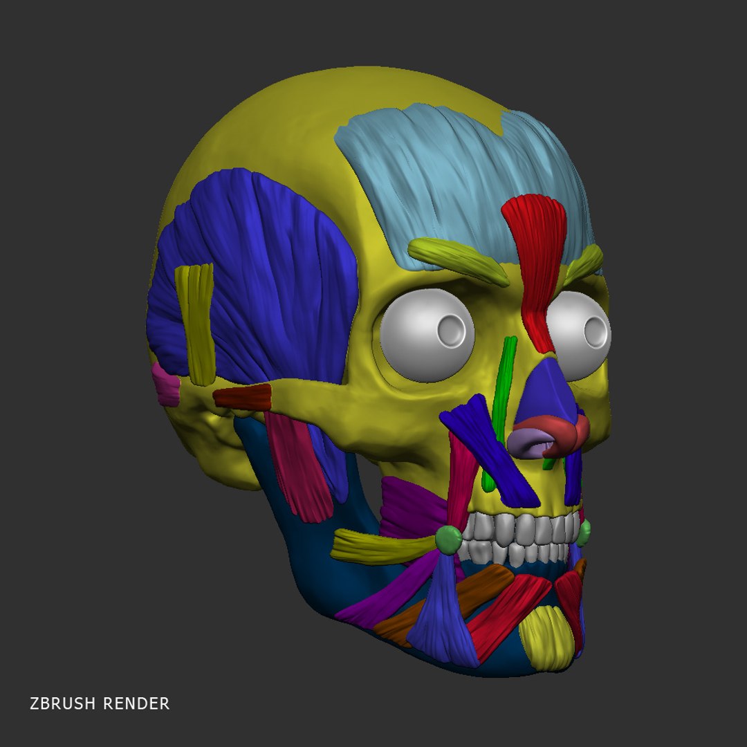 Realistic Head Muscles Anatomy Max
