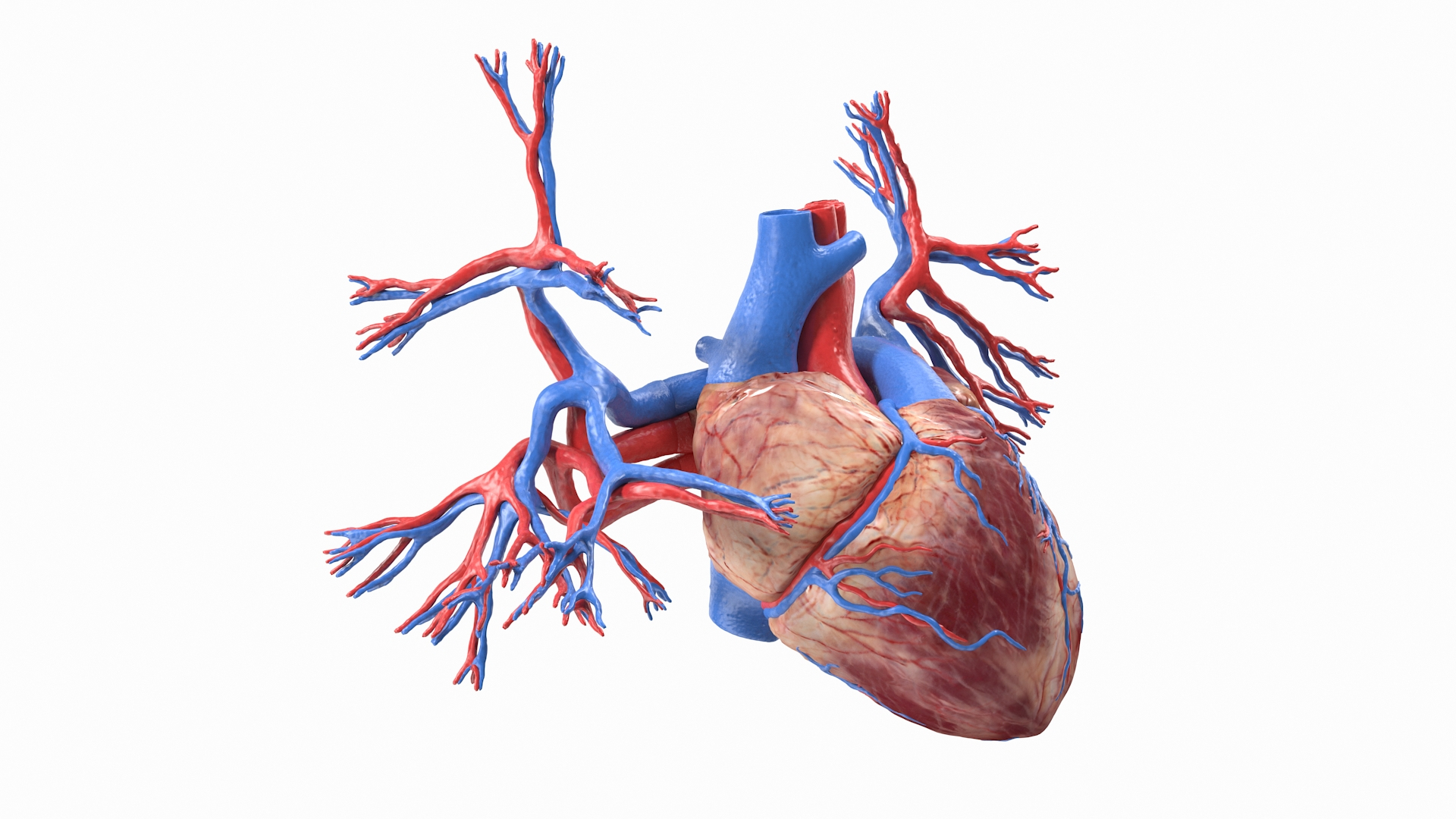 Female Heart 3D Model - TurboSquid 1832856