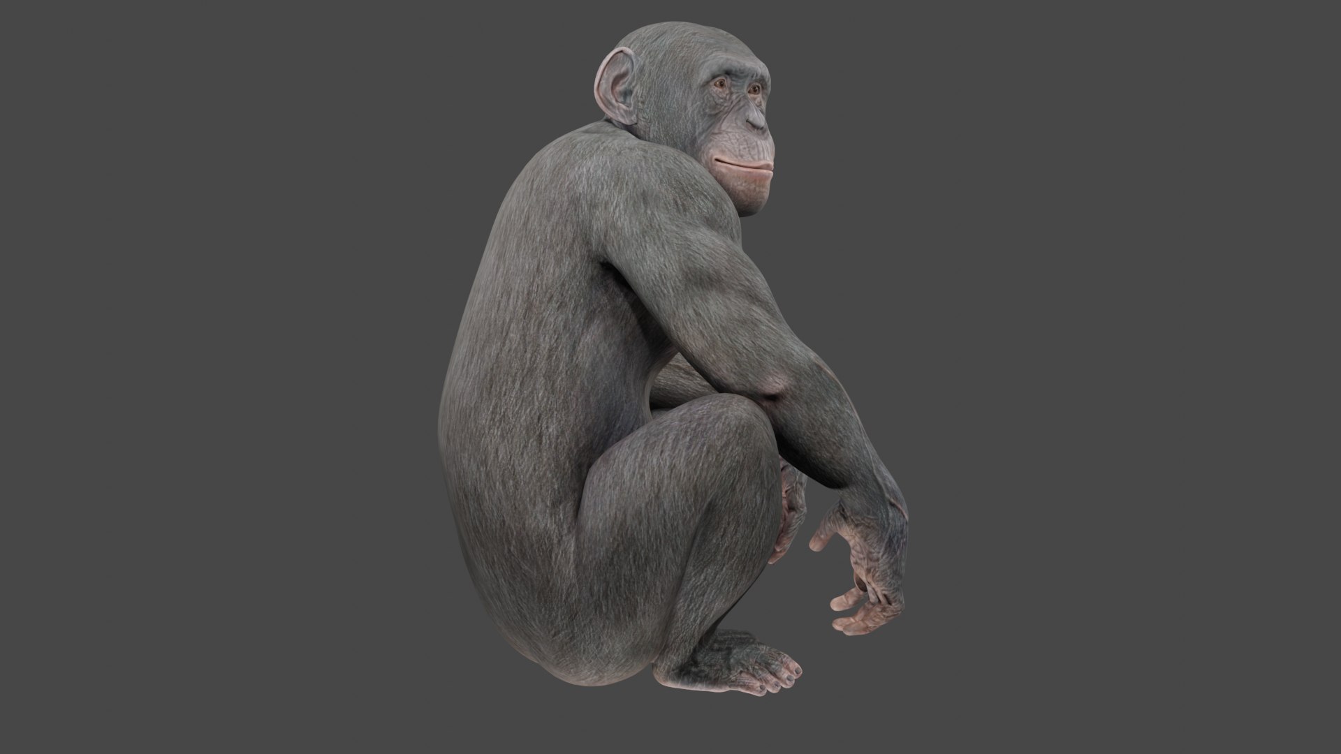 3D Model Realestic Ape - TurboSquid 2365555