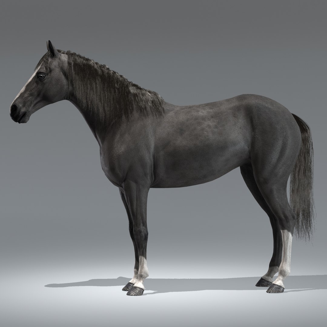 3d model realistic horse