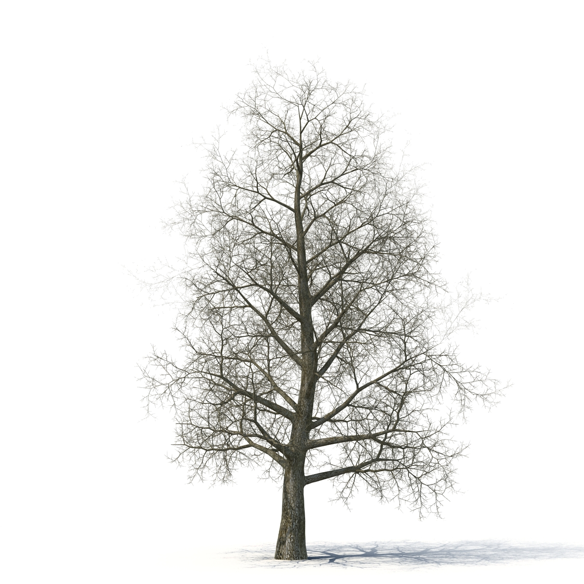 3D winter trees 2 - TurboSquid 1332021
