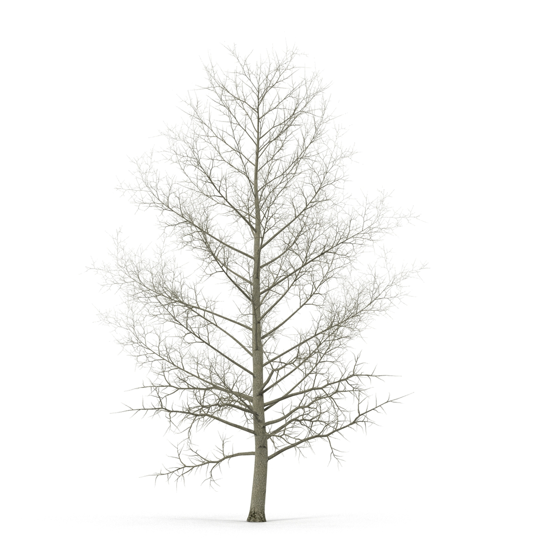 3D winter trees 2 - TurboSquid 1332021