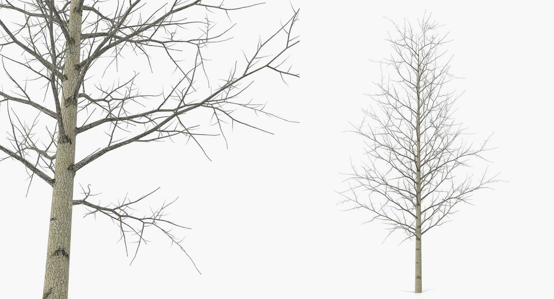 3D winter trees 2 - TurboSquid 1332021
