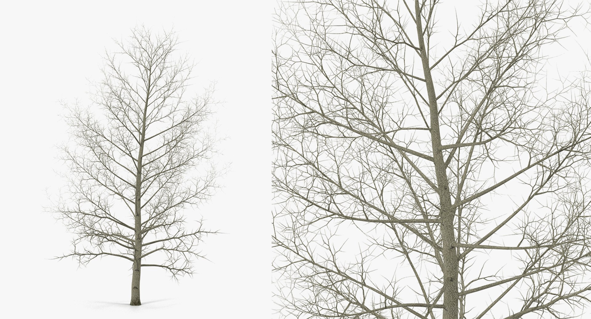 3D winter trees 2 - TurboSquid 1332021