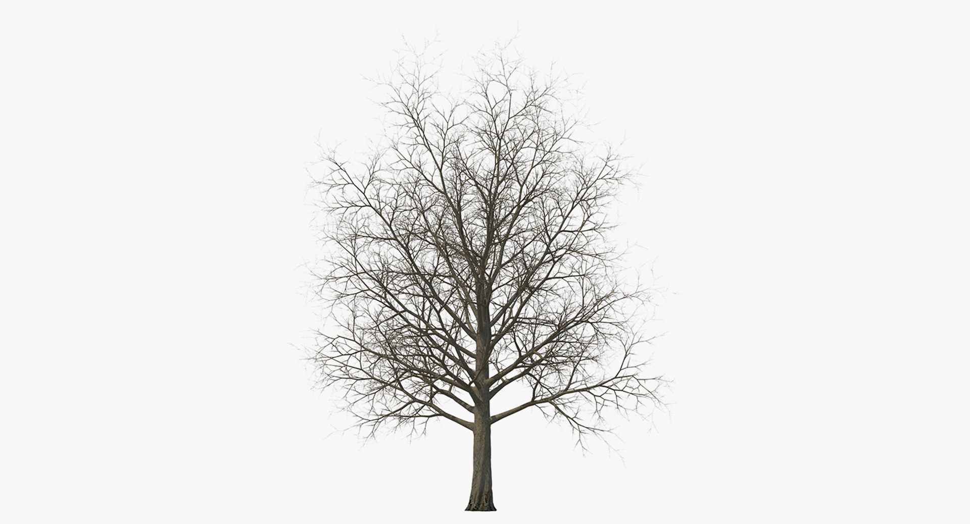 3D winter trees 2 - TurboSquid 1332021