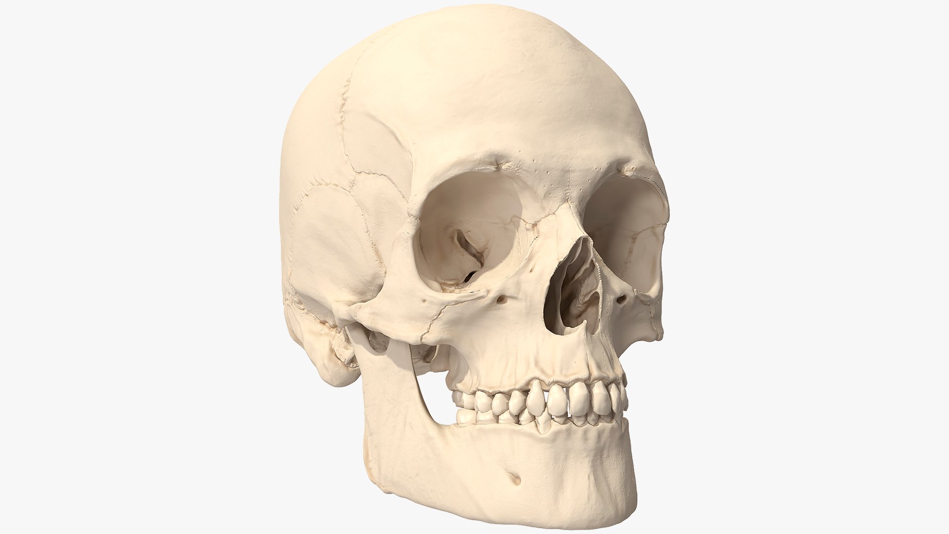 3D Model Male Human Skull Anatomy Model - TurboSquid 2384568