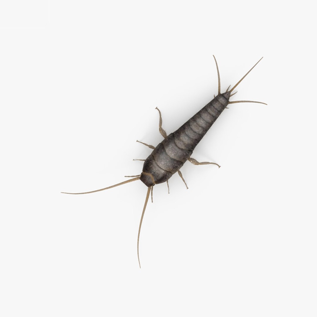 Silverfish hd 3D model - TurboSquid 1652451