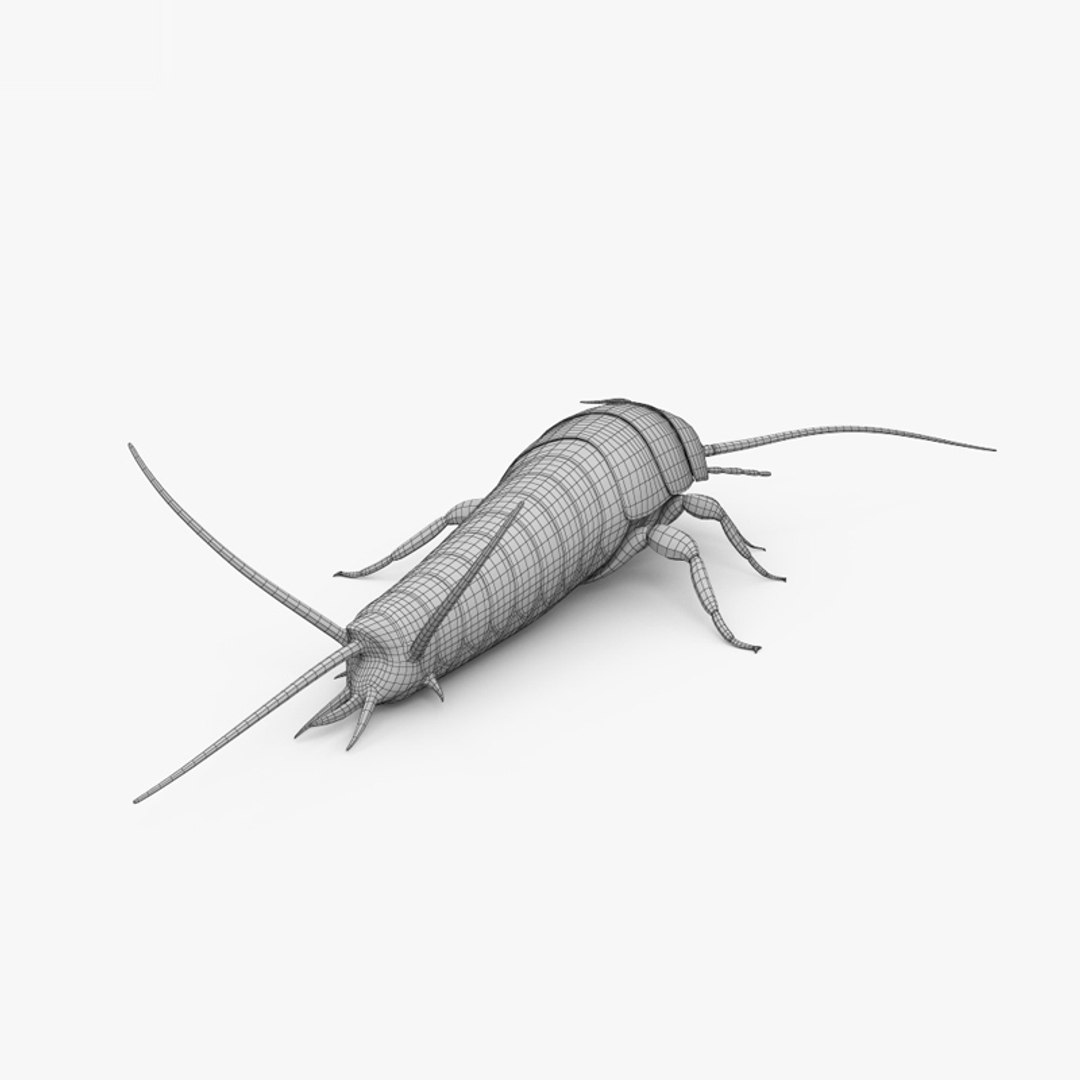 Silverfish hd 3D model - TurboSquid 1652451