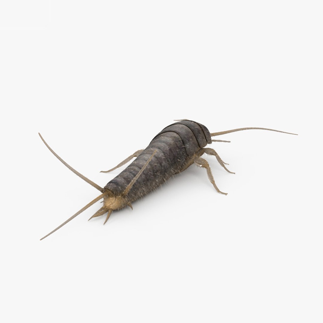 Silverfish hd 3D model - TurboSquid 1652451
