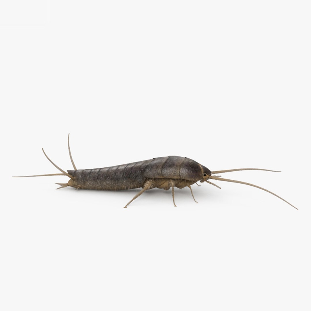Silverfish hd 3D model - TurboSquid 1652451
