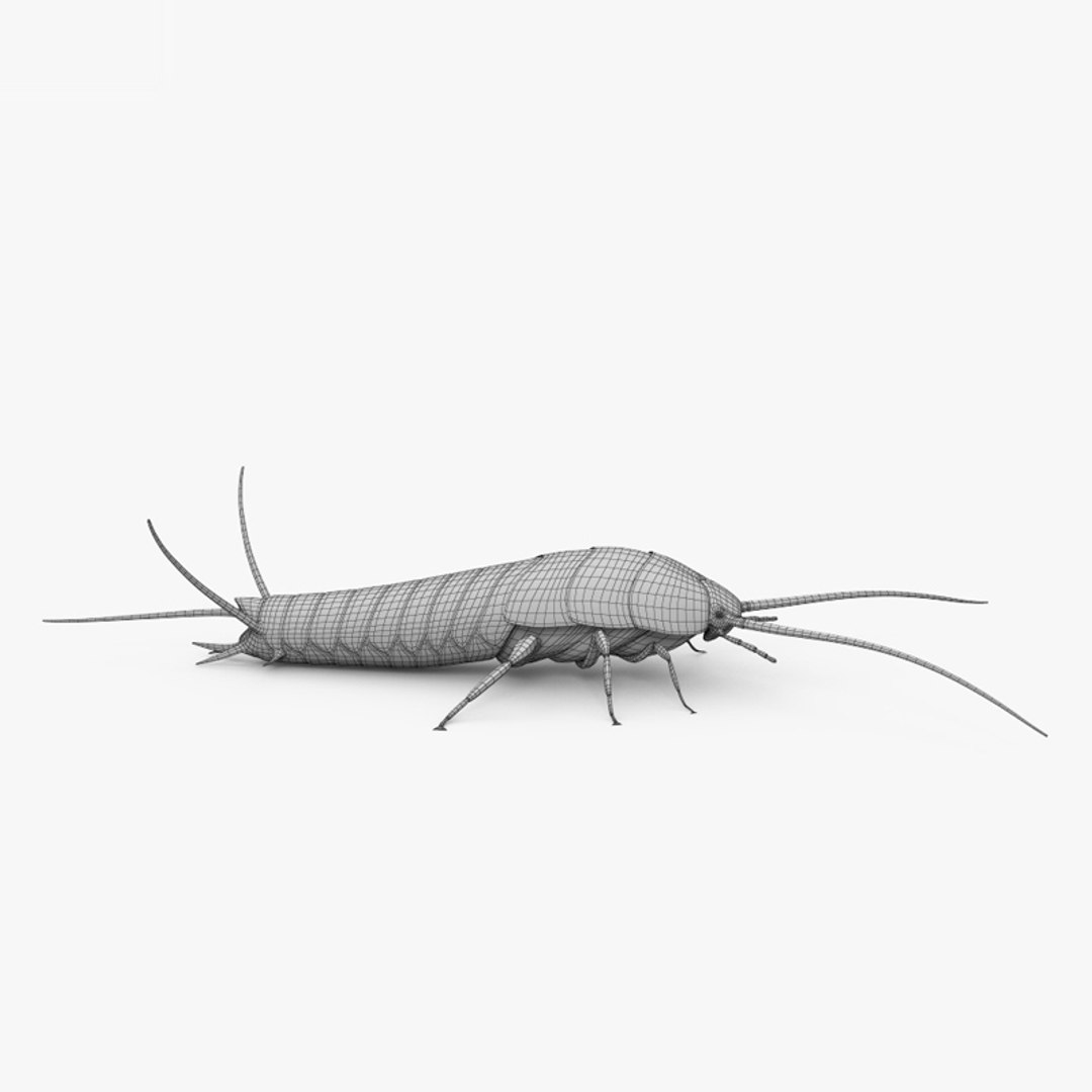 Silverfish hd 3D model - TurboSquid 1652451