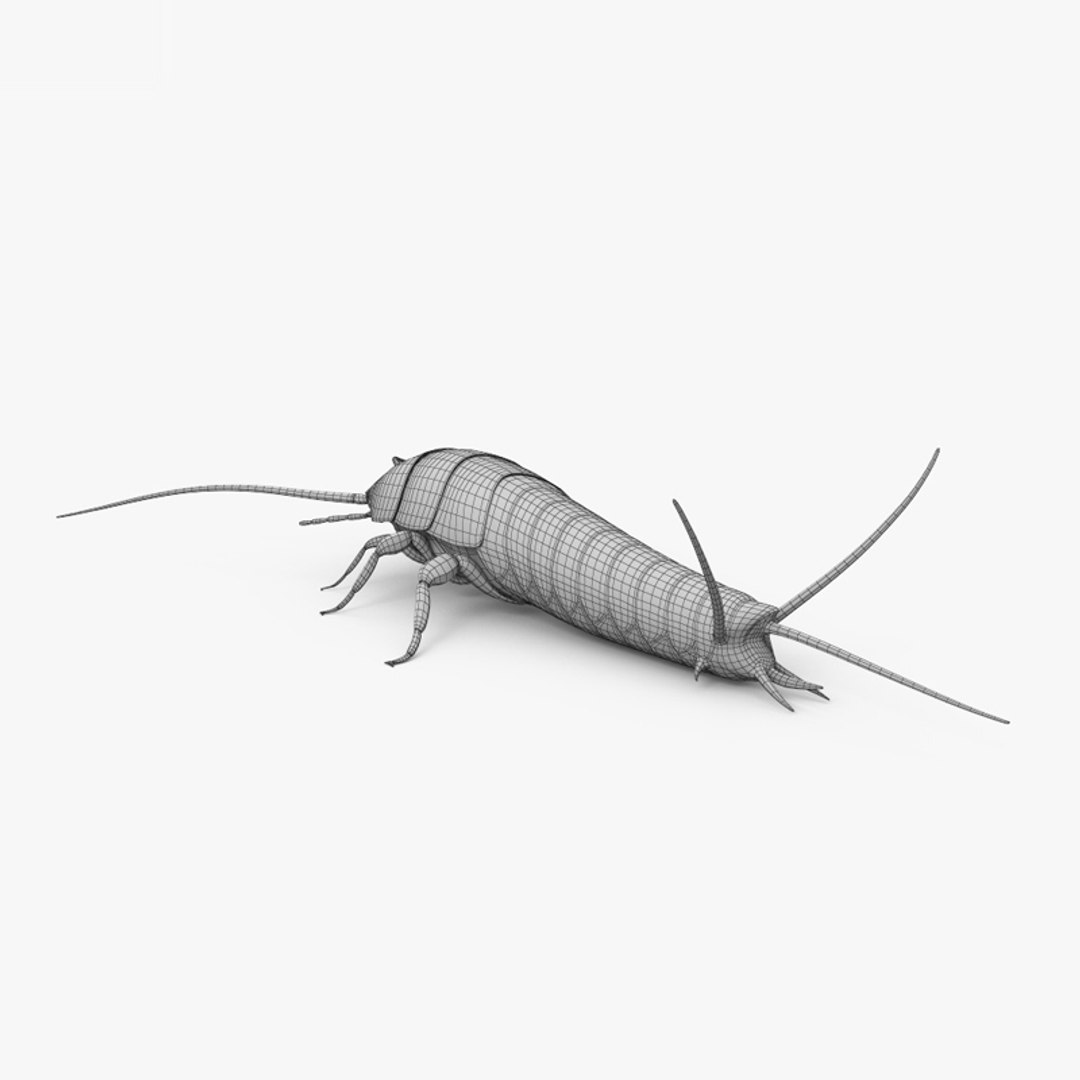 Silverfish hd 3D model - TurboSquid 1652451