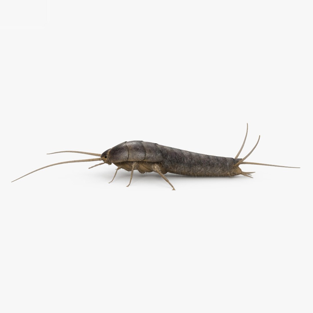 Silverfish hd 3D model - TurboSquid 1652451