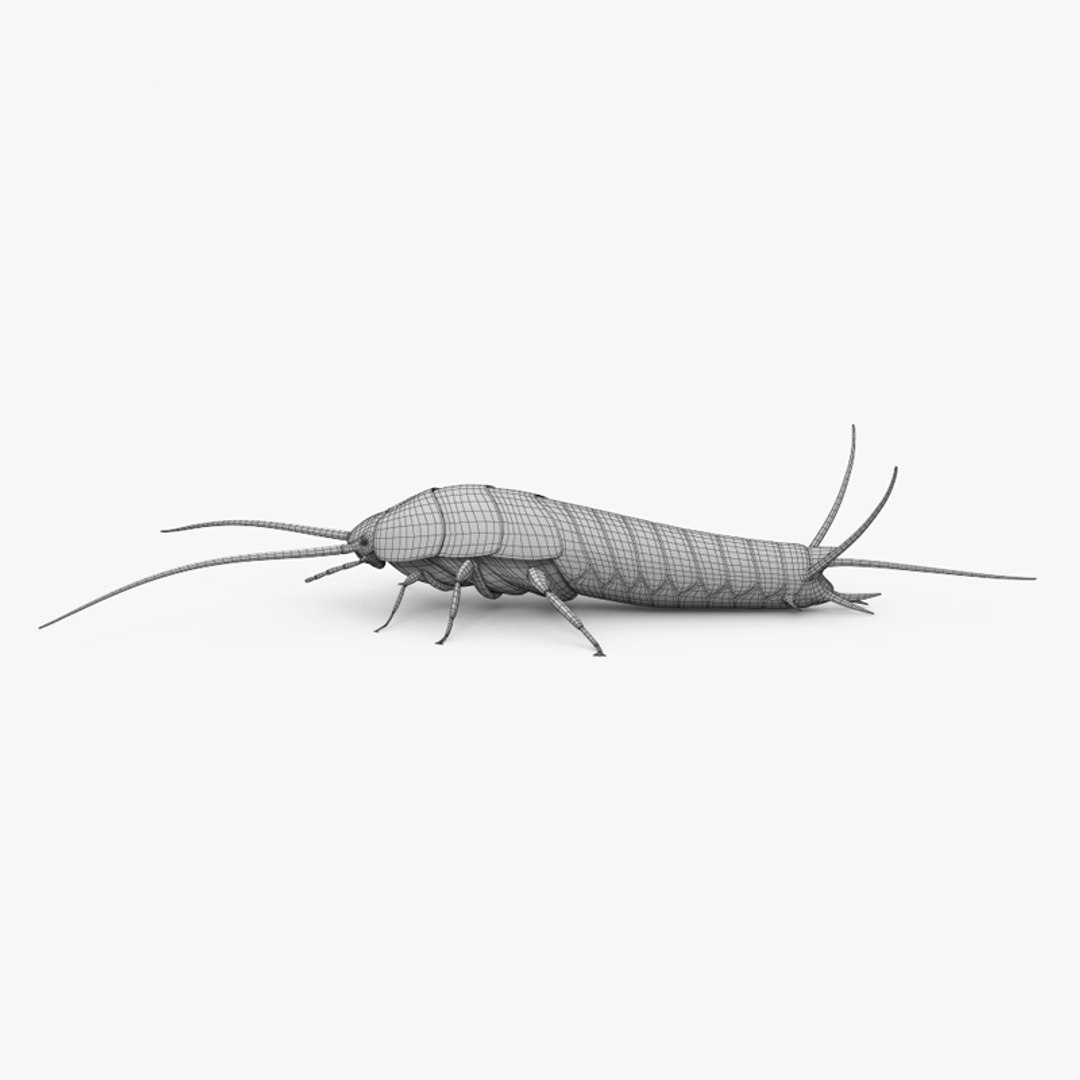 Silverfish hd 3D model - TurboSquid 1652451