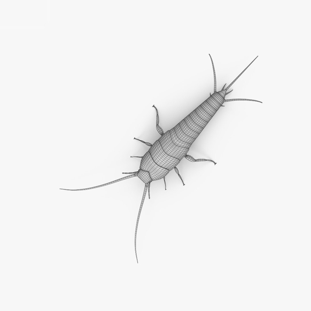 Silverfish hd 3D model - TurboSquid 1652451