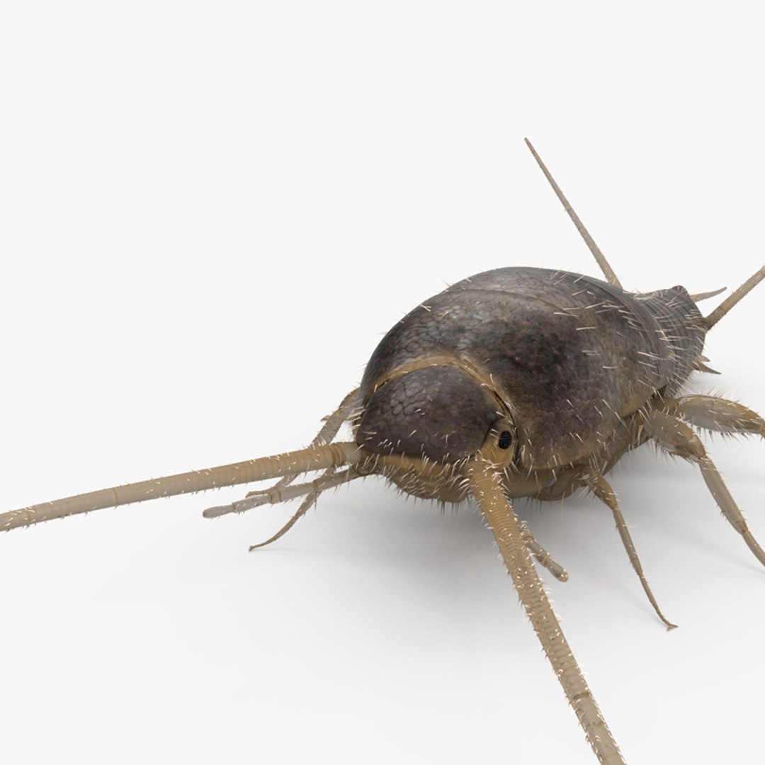 Silverfish hd 3D model - TurboSquid 1652451