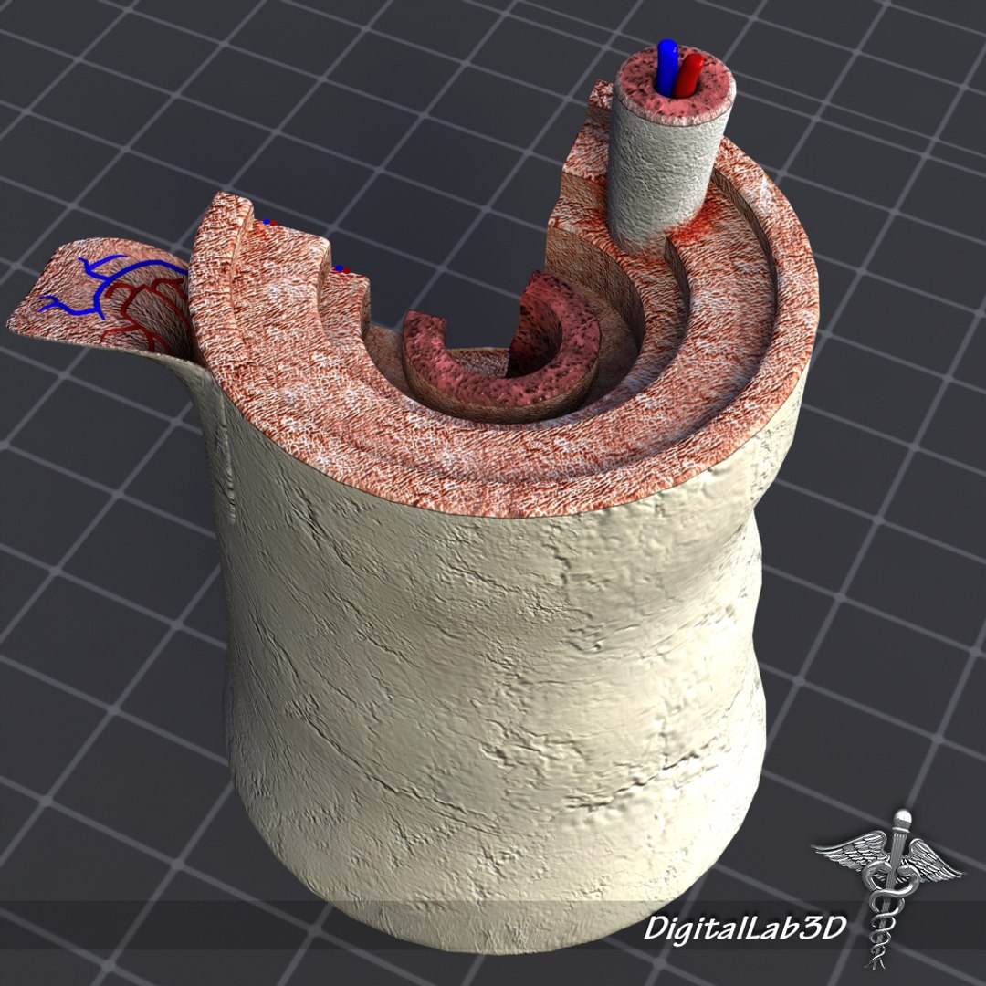 Human Bone Anatomy 3d Model
