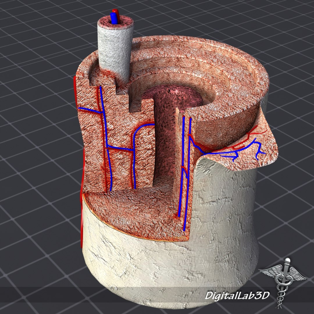 Human Bone Anatomy 3d Model