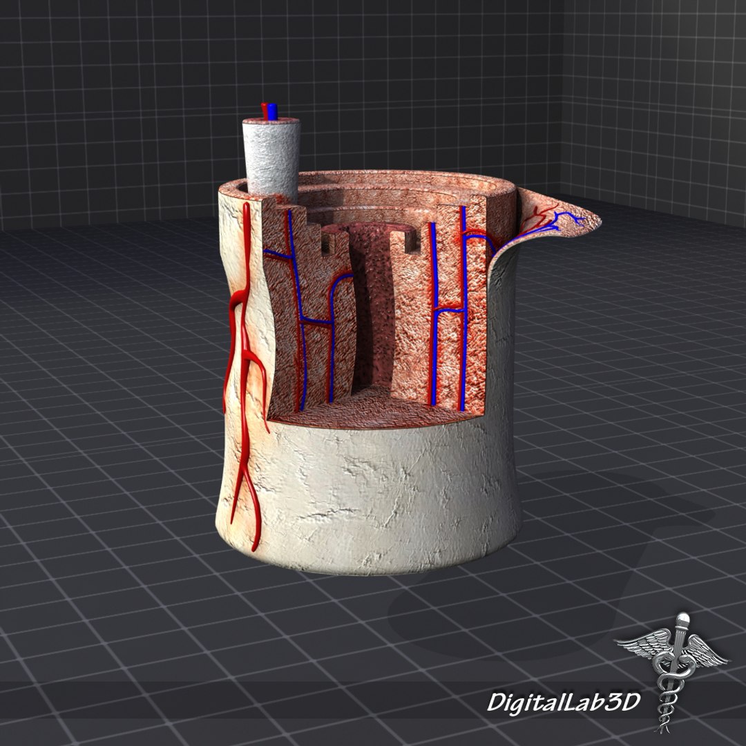 Human Bone Anatomy 3d Model