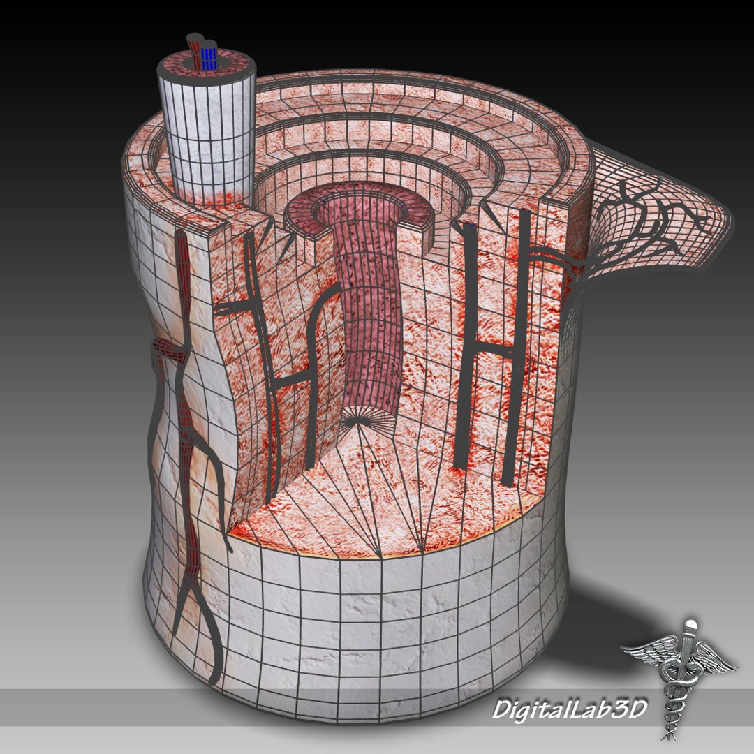 Human Bone Anatomy 3d Model