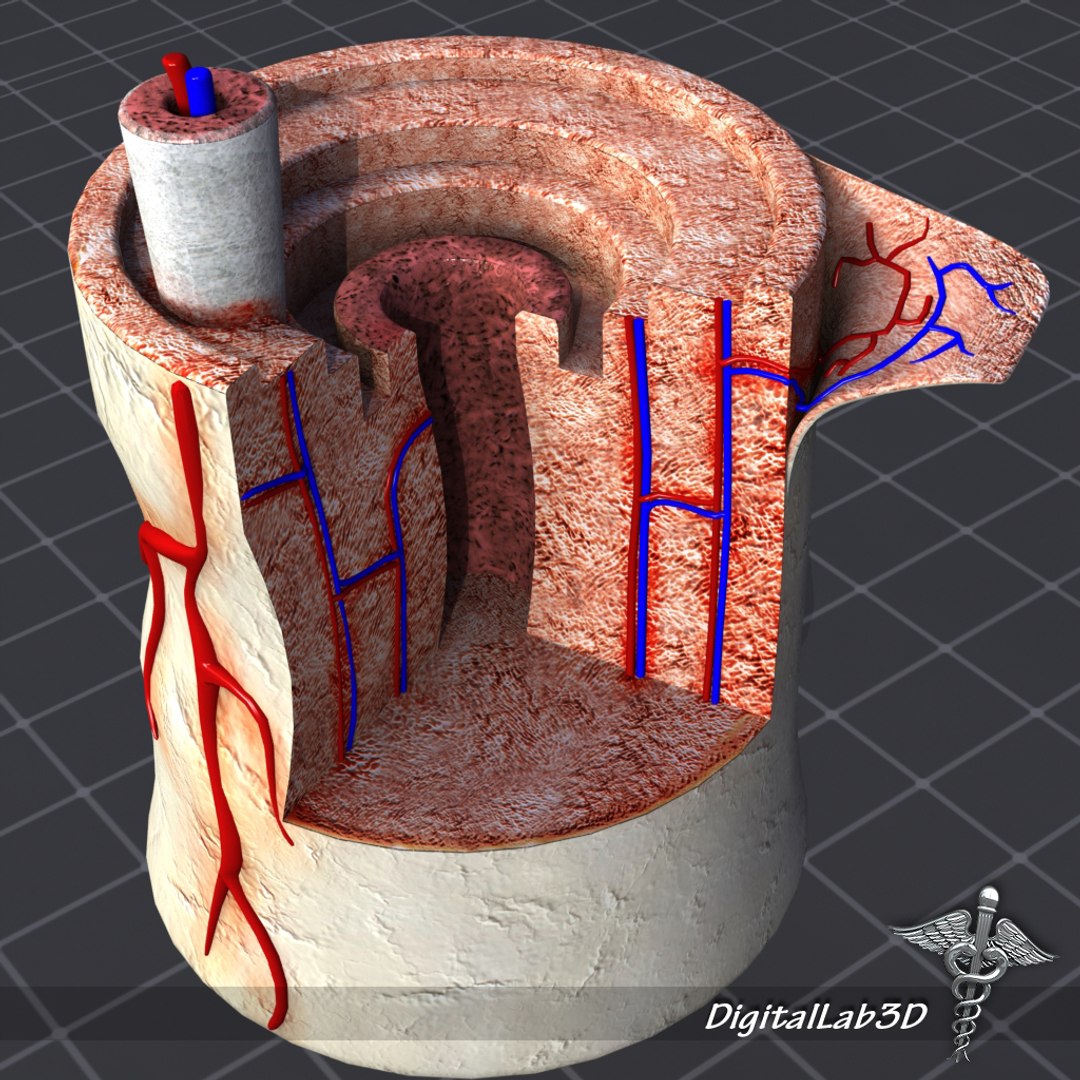 Human Bone Anatomy 3d Model